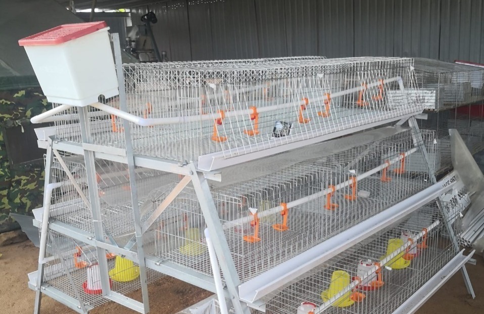 layer chickens for sale/layer hens for sale/chickens for sale